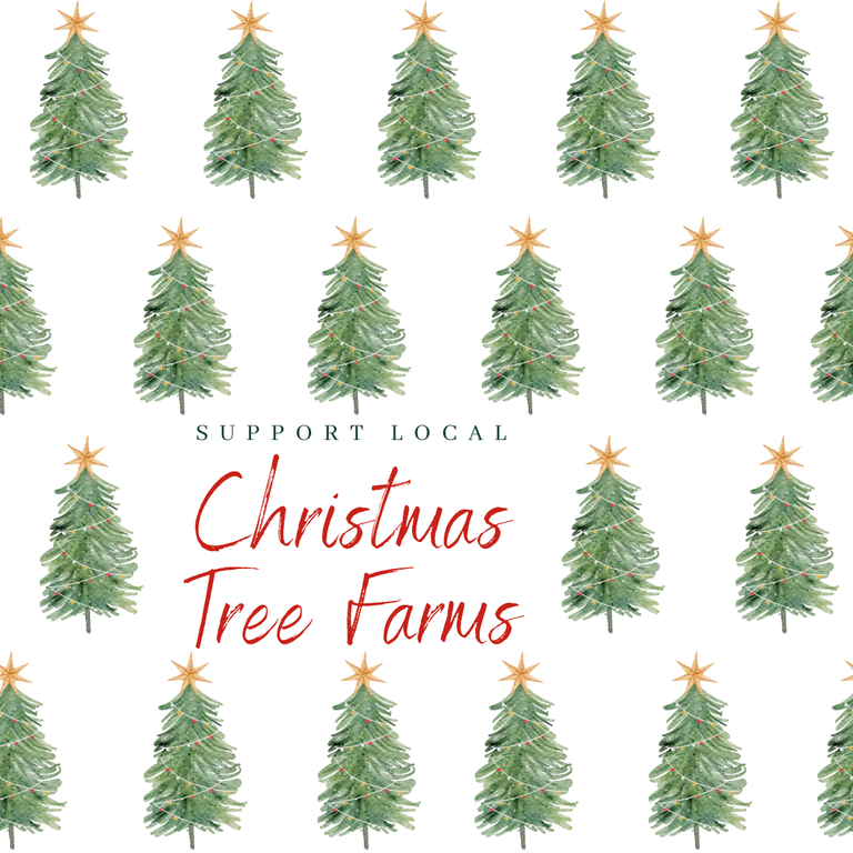 Discover the Magic of Local Christmas Tree Farms in the High Country ...