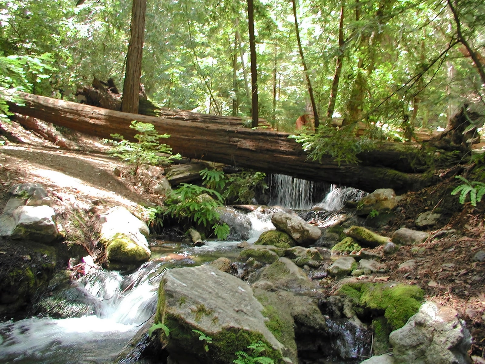 The Forest of Nisene Marks State Park - Seb Frey, Silicon Valley + Bay ...