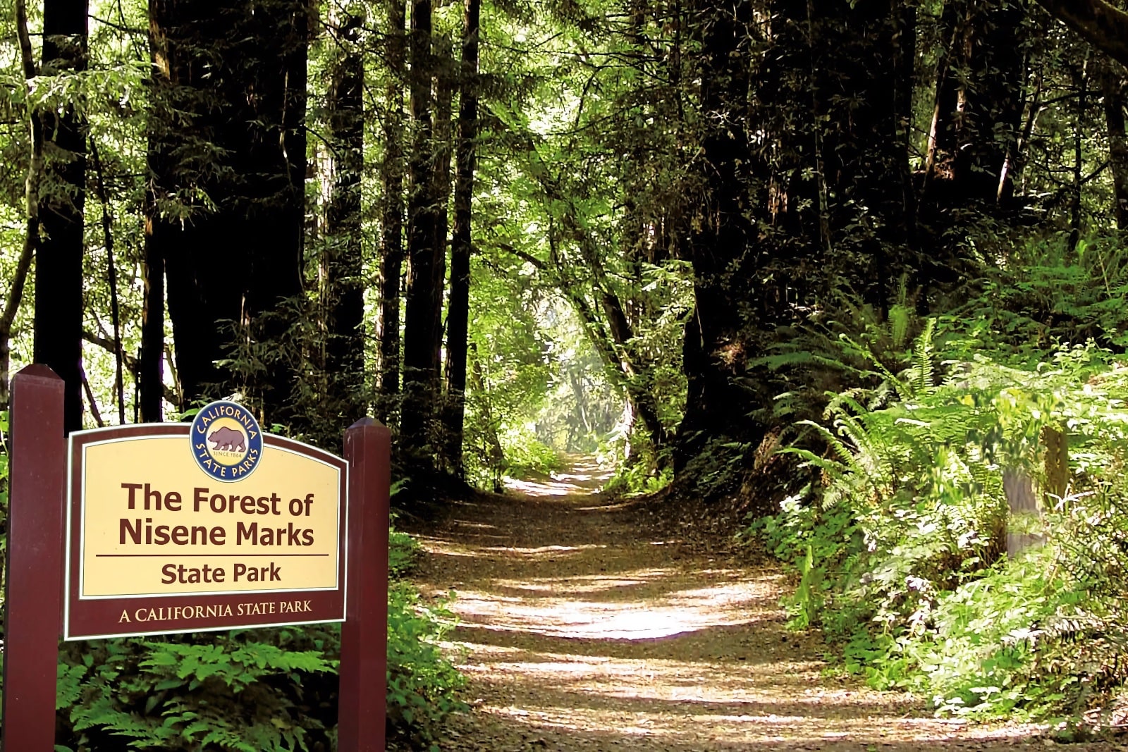 The Forest of Nisene Marks State Park - Seb Frey, Silicon Valley + Bay Area REALTOR