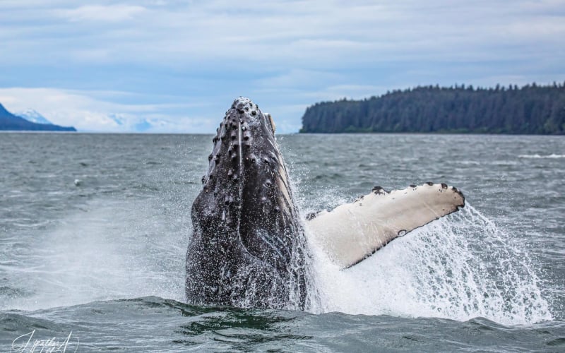 Tenakee Springs - Southeast Alaska Real Estate