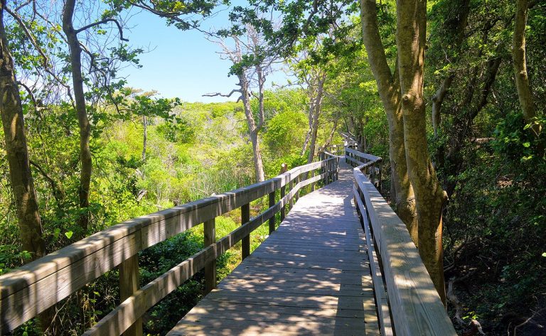 A Guide to Fire Island's Sunken Forest