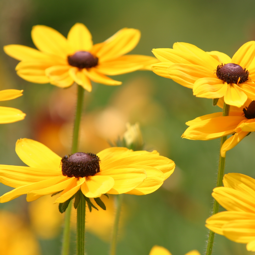 Native Charleston Plants - Snook & Associates