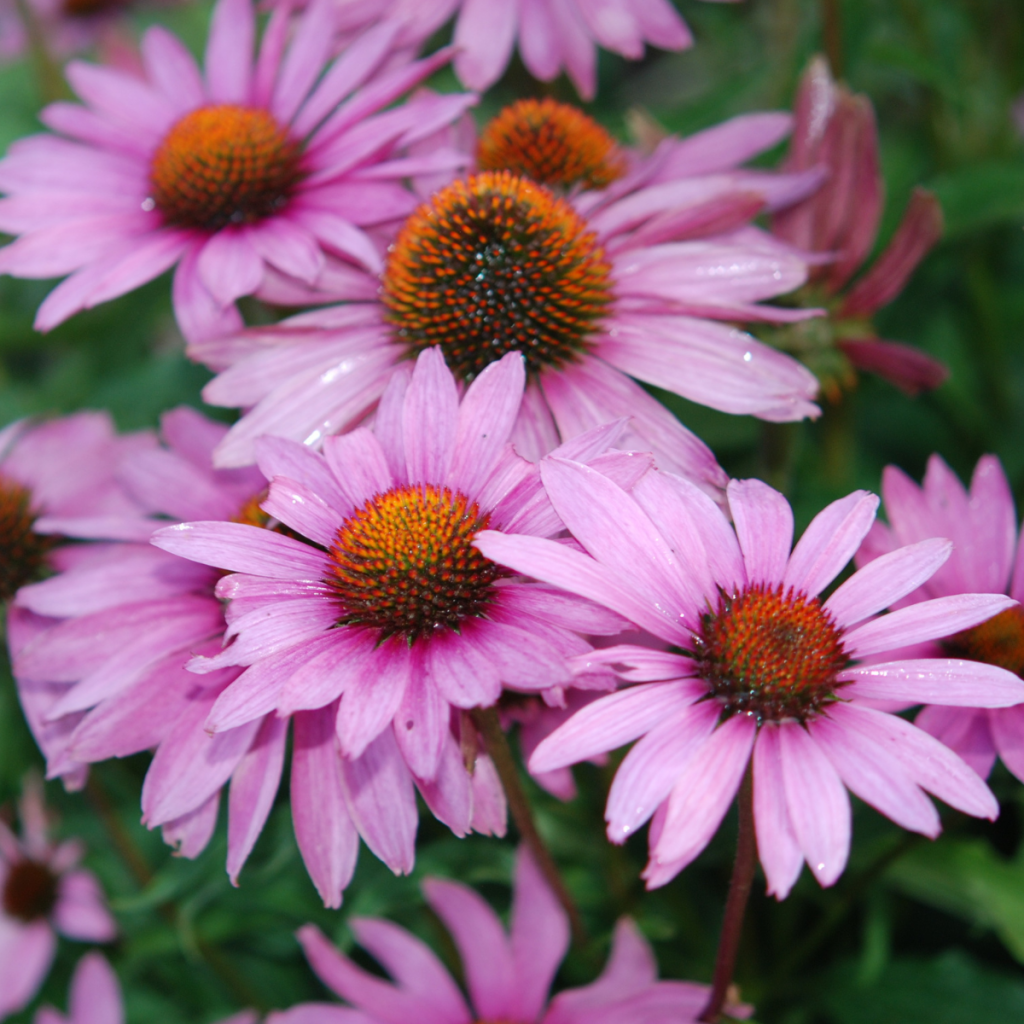 Native Charleston Plants - Snook & Associates