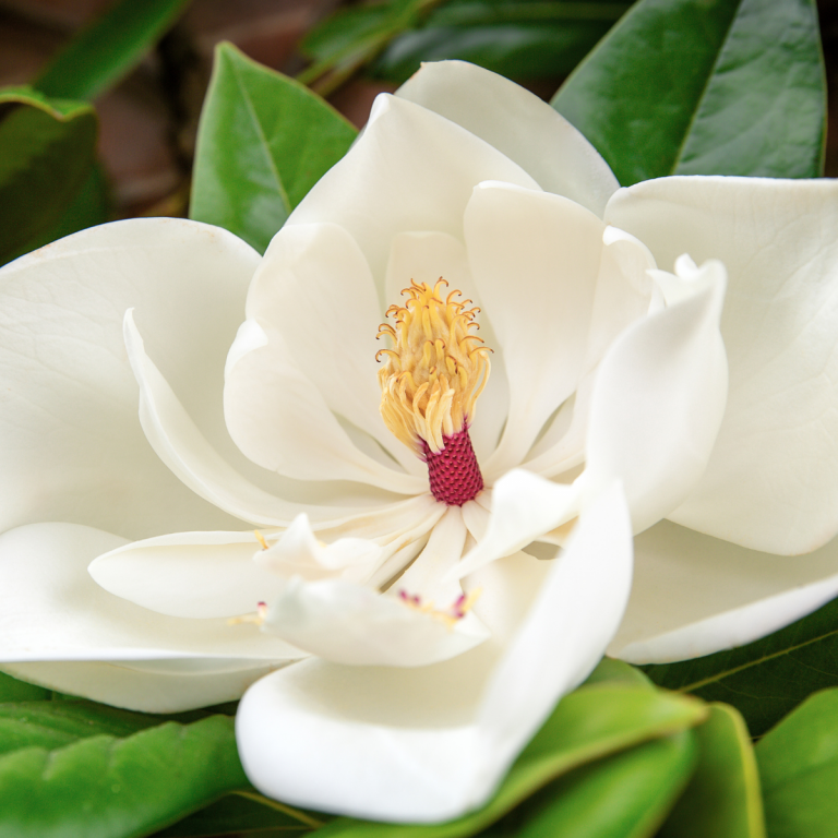 Native Charleston Plants - Snook & Associates