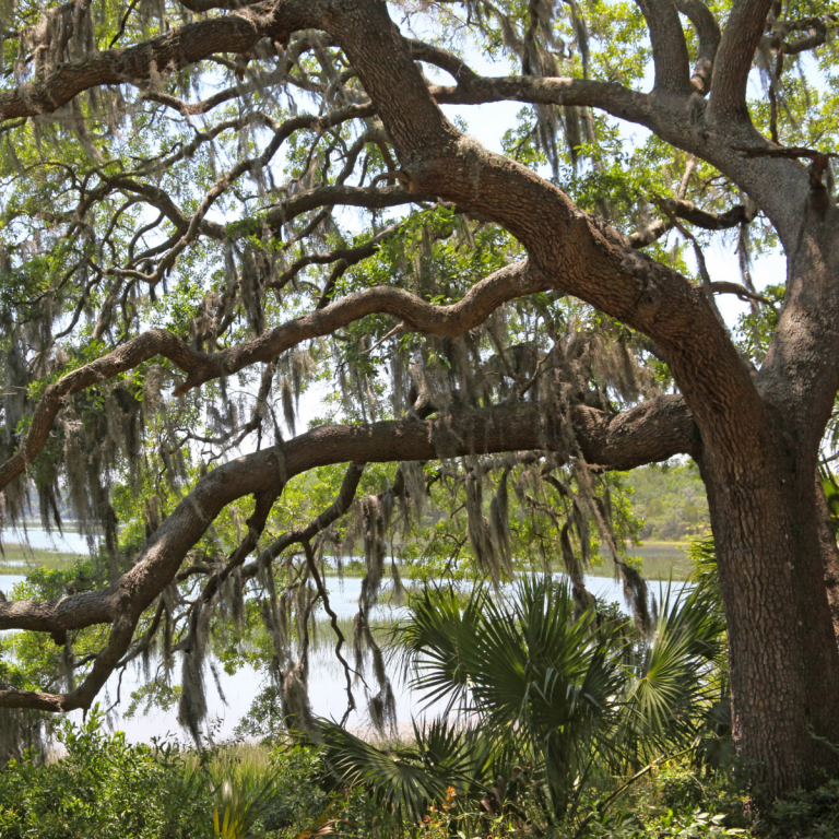 Native Charleston Plants - Snook & Associates
