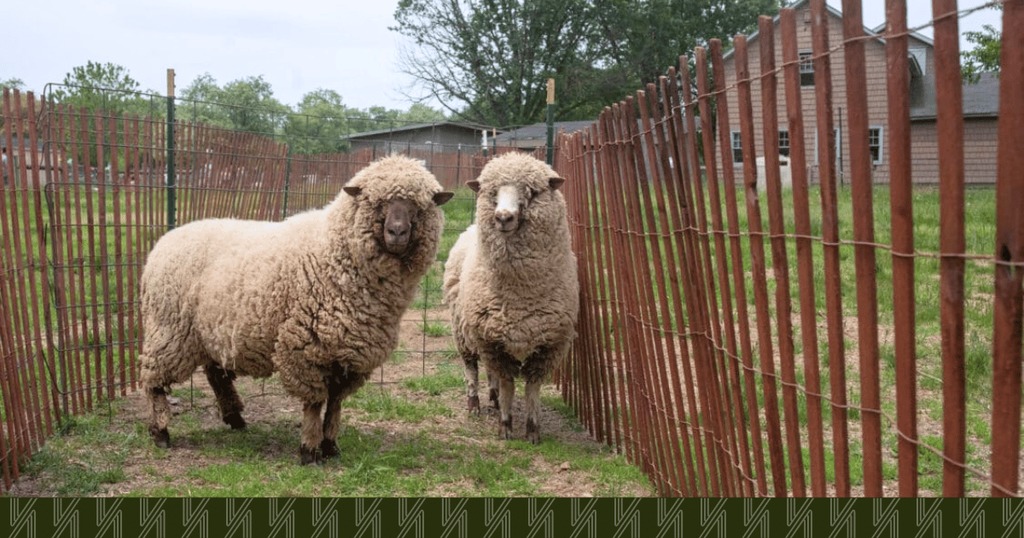 Ever Seen a Sheep Haircut in Queens? Here's One Spring Event You Can't ...